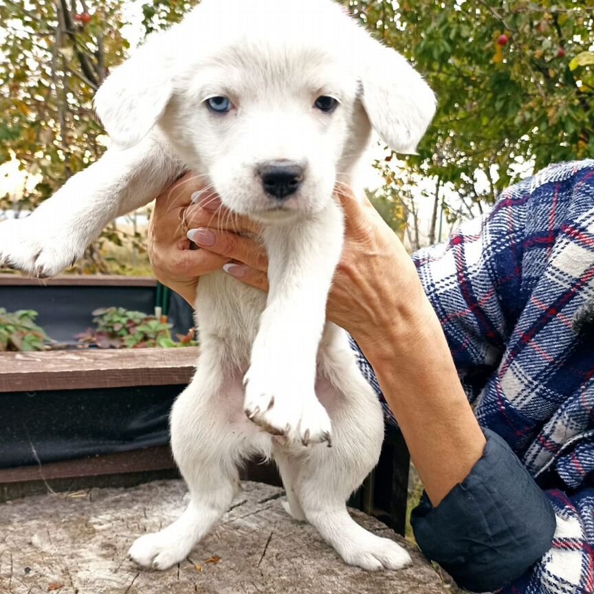 Щенок в добрые руки