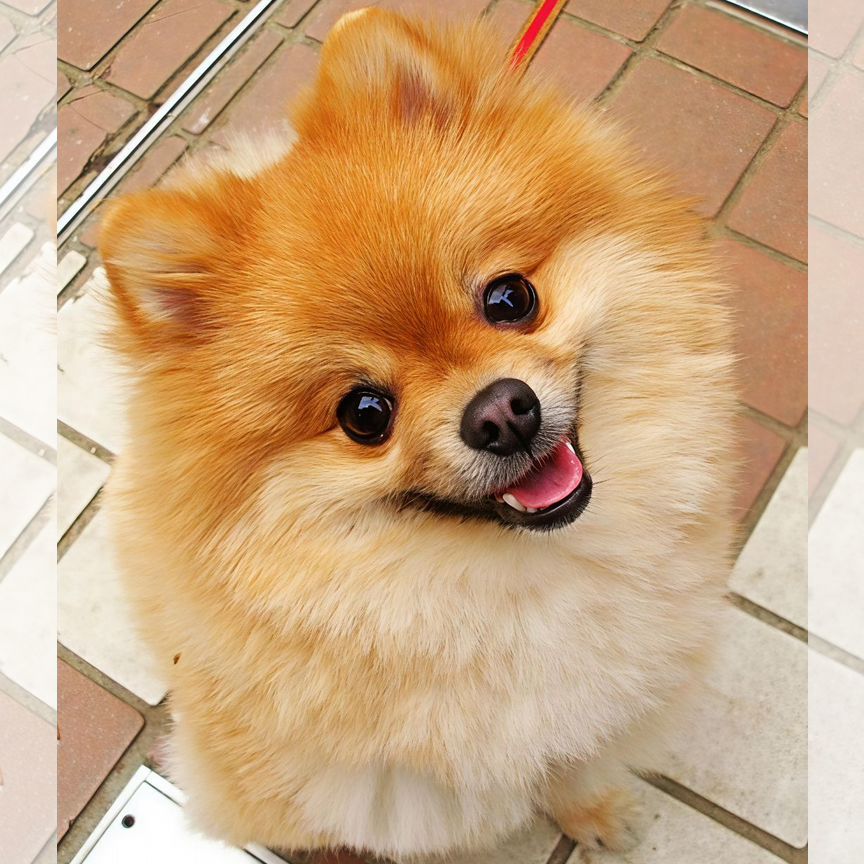 Померанский шпиц, щенок