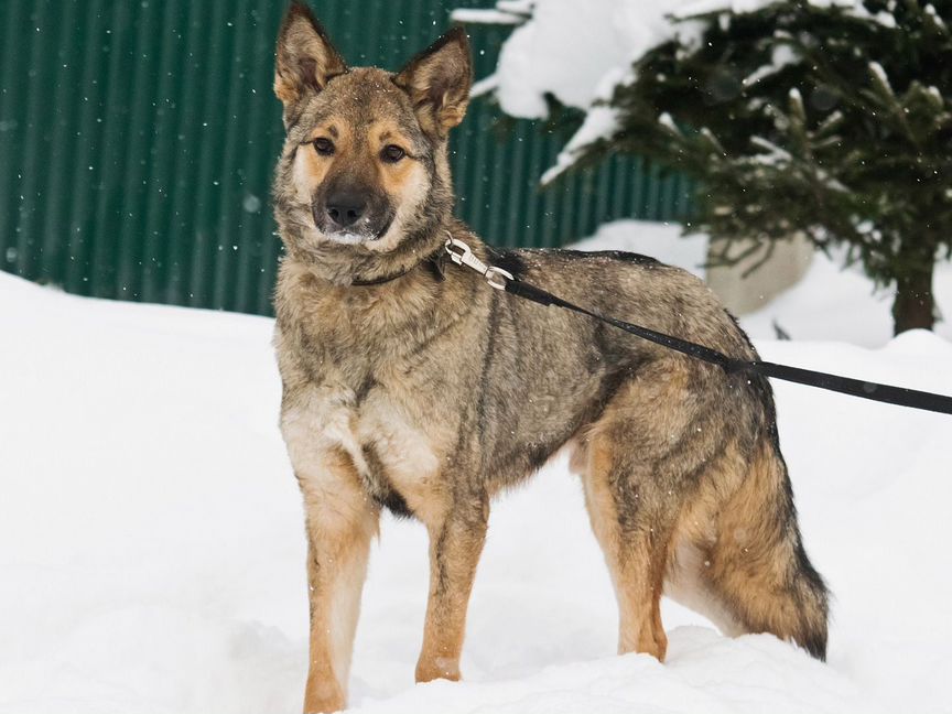 Спасён от смерти в добрые руки