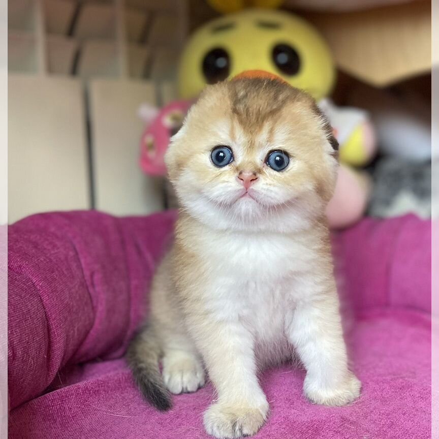 Шотландский котенок. Котик
