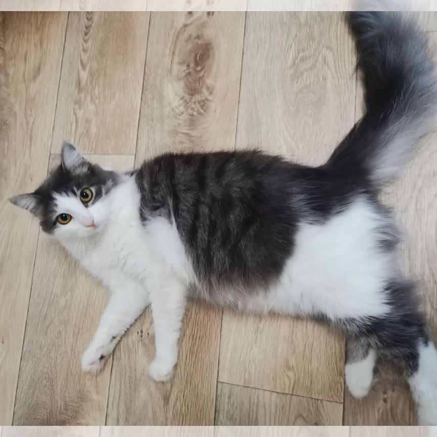 Котики бесплатно в добрые руки