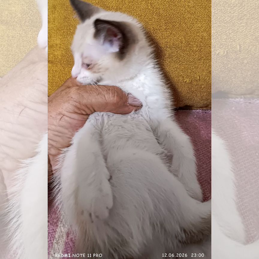 Котёнок в добрые руки