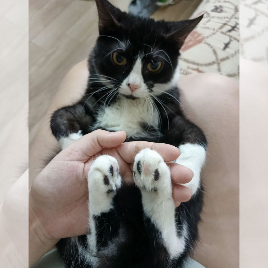 Котёнок в добрые руки