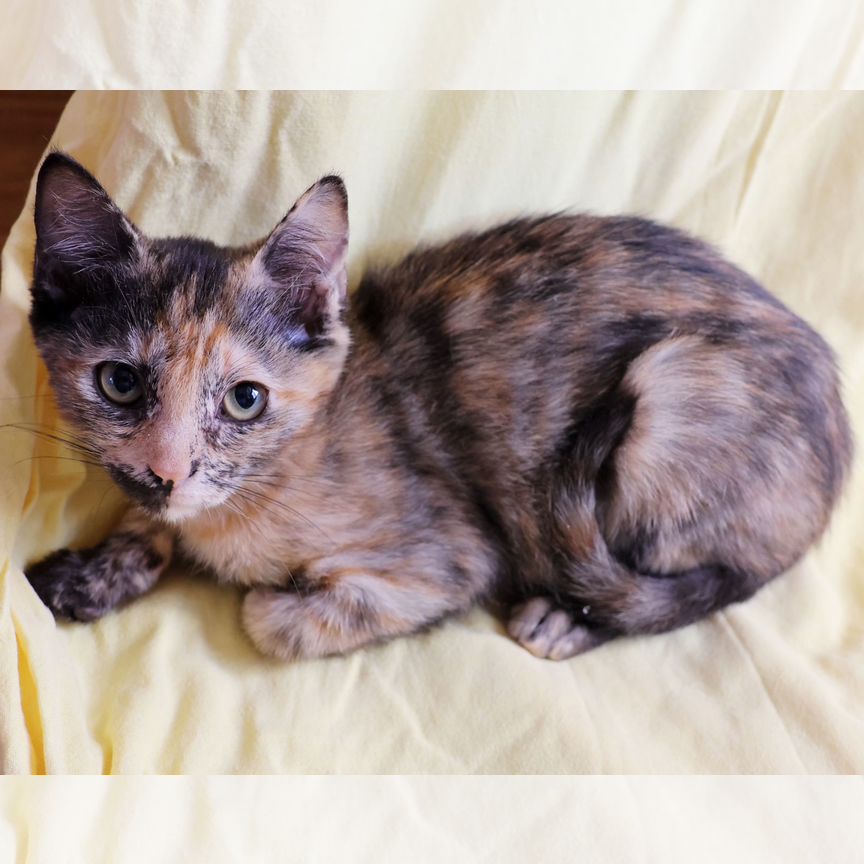 Котенок девочка ищет дом