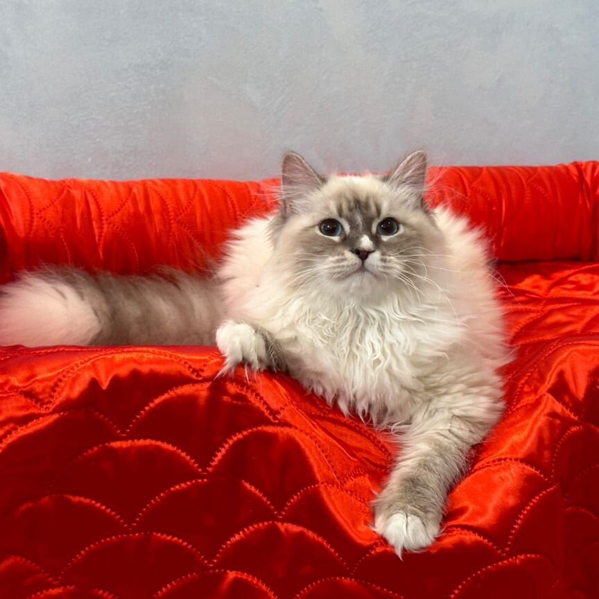 Невский котик Ватсон