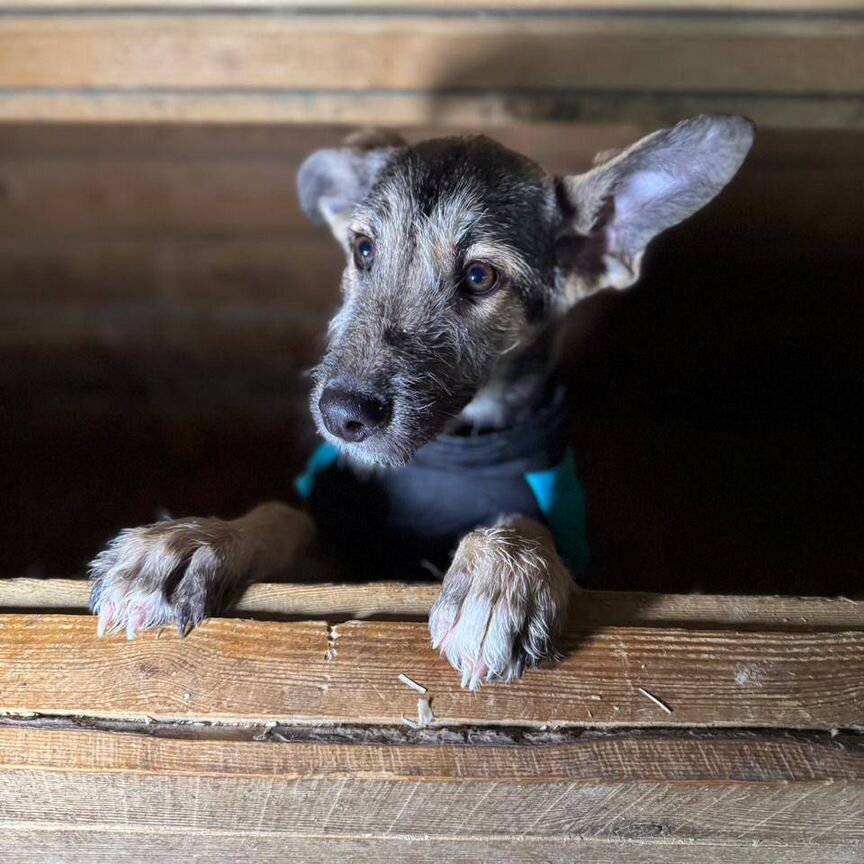 Малютка Искра. Щенок из приюта Некрасовка