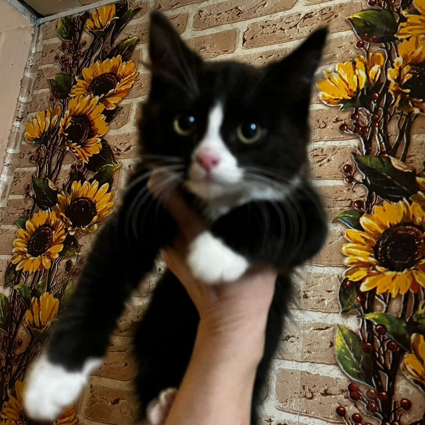 Котята в добрые руки бесплатно