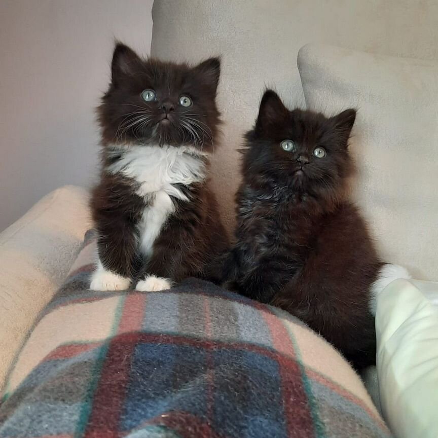 Котята ищут дом