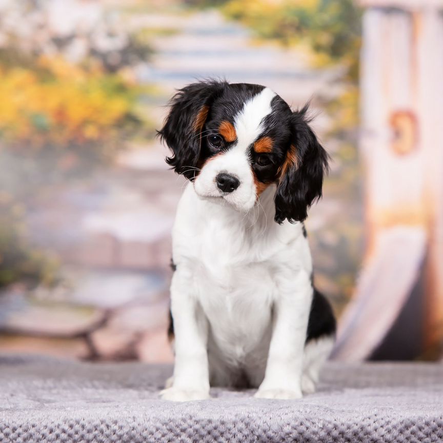 Кавалер Кинг Чарльз спаниель триколор