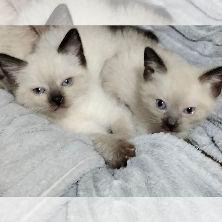 Тайский котёнок