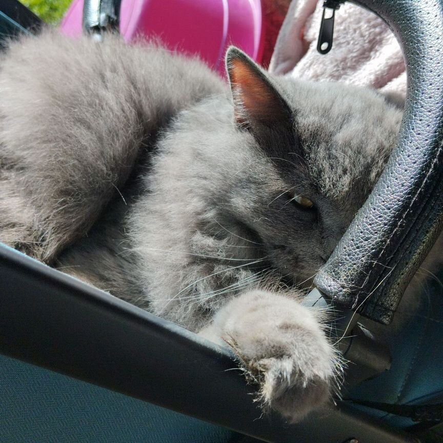 Кошки в добрые руки бесплатно