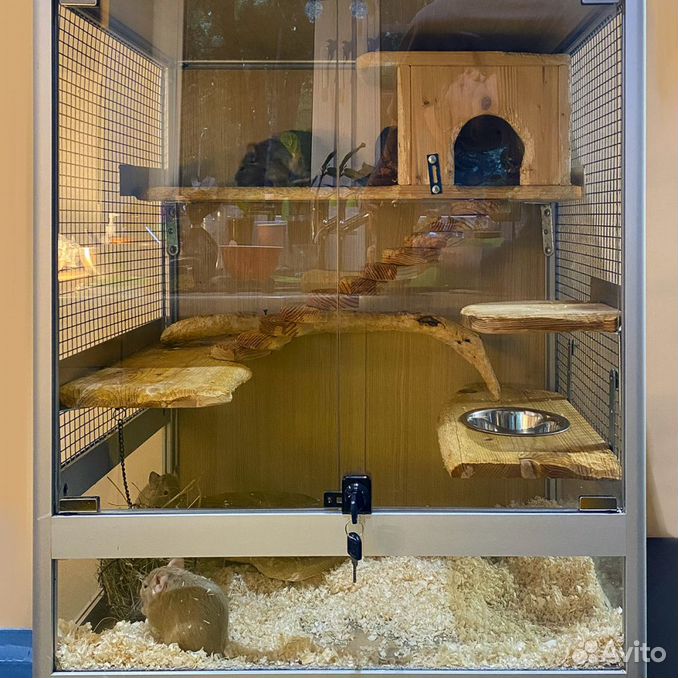 Белки дэгу (можно с клеткой)