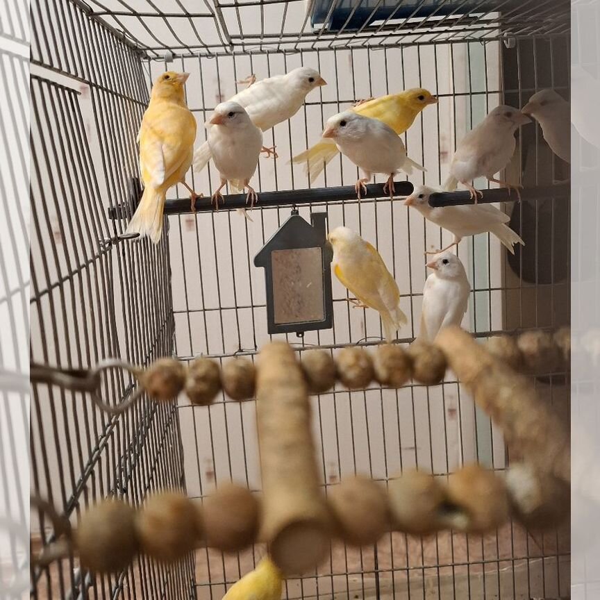 Кенара и канарейки