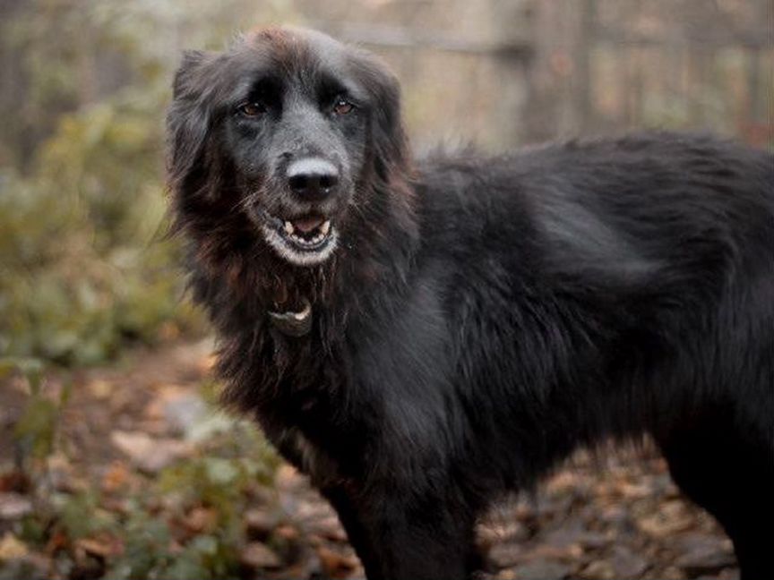 Нежная небольшая собака