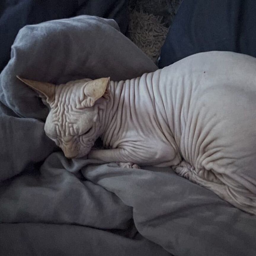 Кот