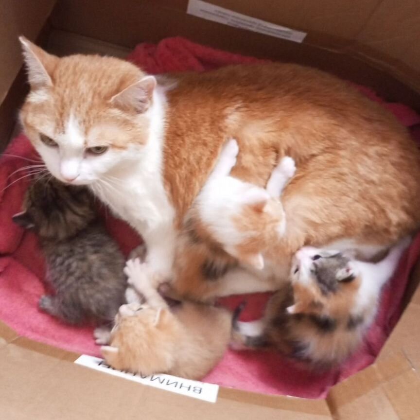 Сибирский котёнок