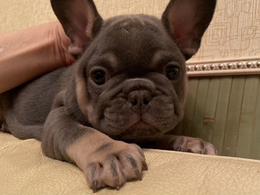 Французский бульдог щенки