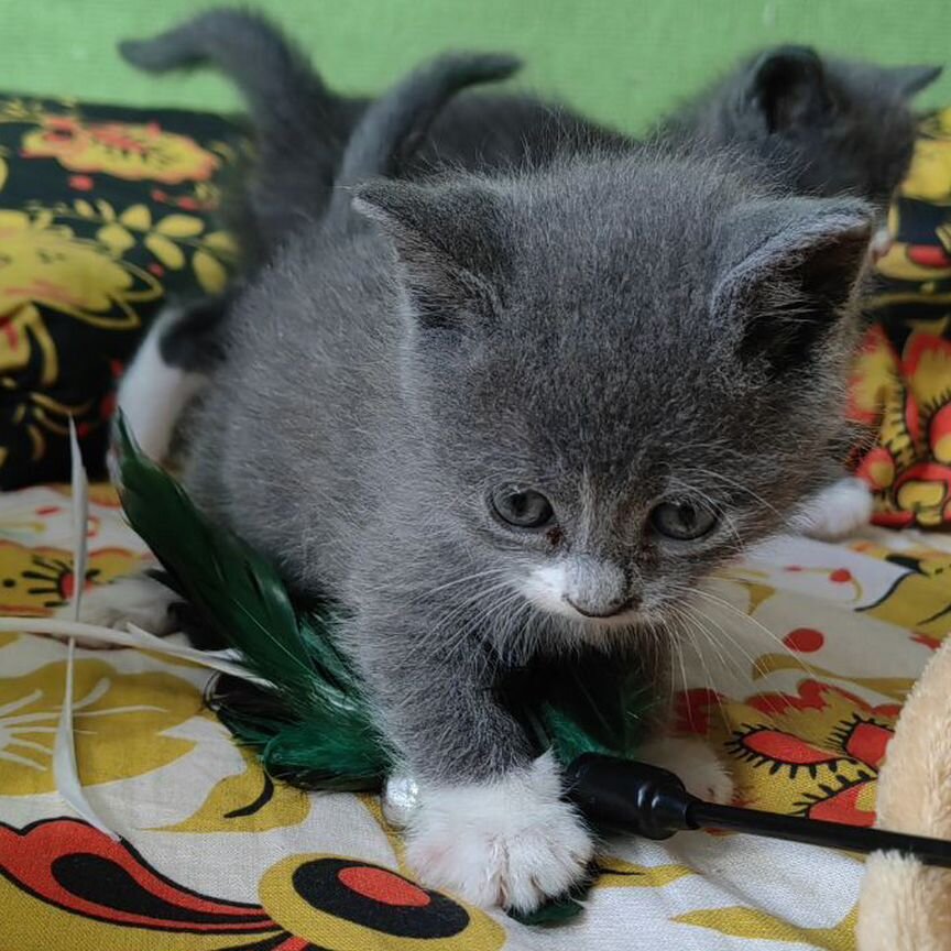 Котёнок в добрые руки