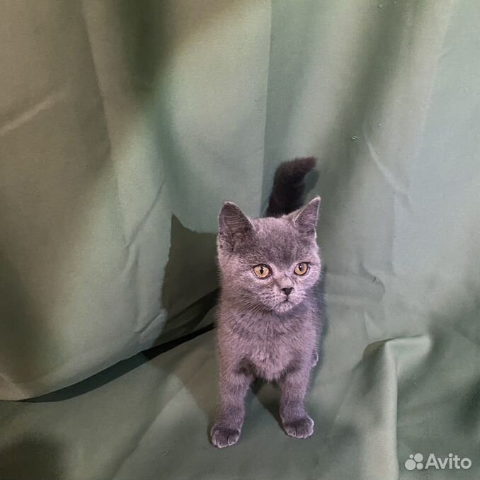 Котята голубые британцы