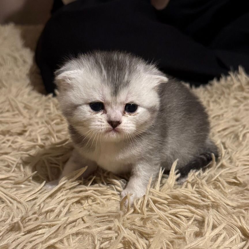 Шотландский вислоухий котёнок