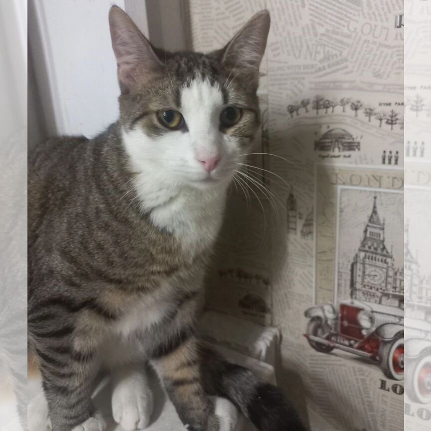 Кот Фунтик