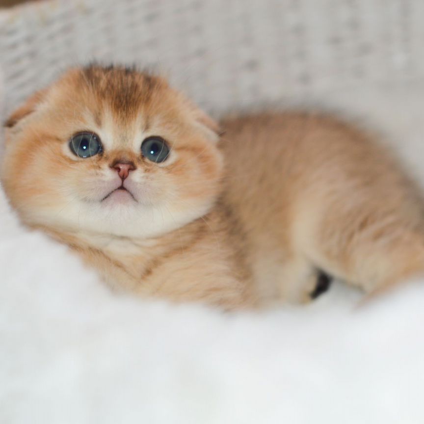 Шотландский вислоухий короткошёрстный котёнок