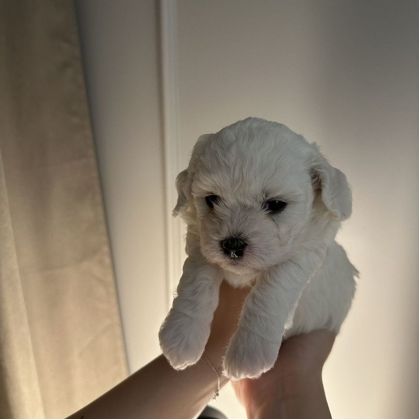 Щенки бишон фризе с родословной РКФ породистые