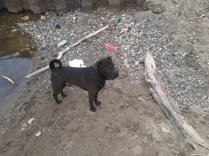 Шарпей, кабель, 5 лет