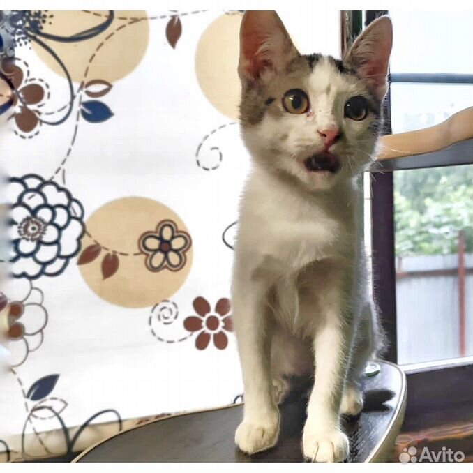 Японский бобтейл