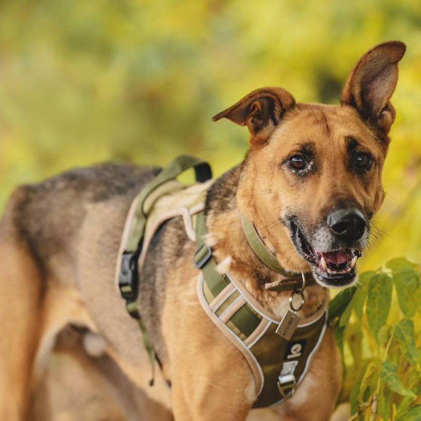 Взрослый пёс в добрые руки