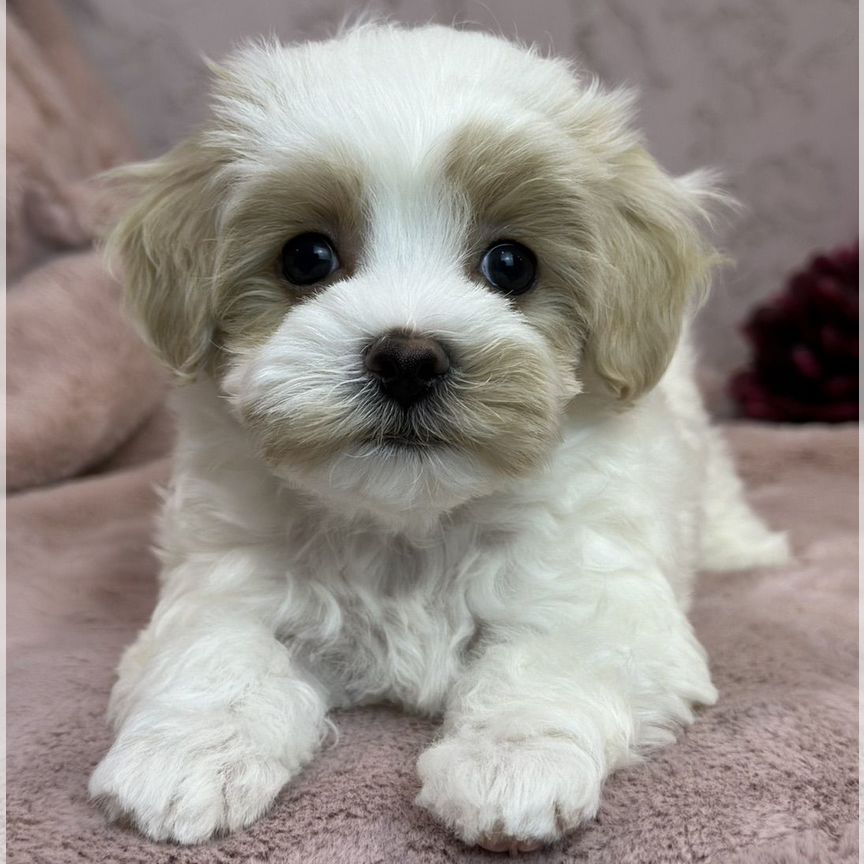 Мальтипу, щенок