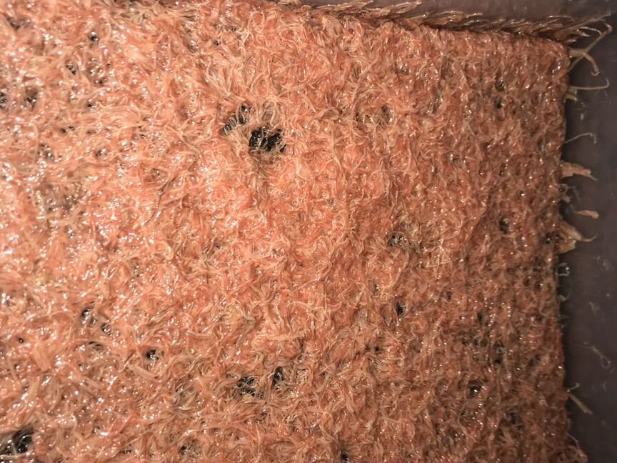 Трубочник "Изя"