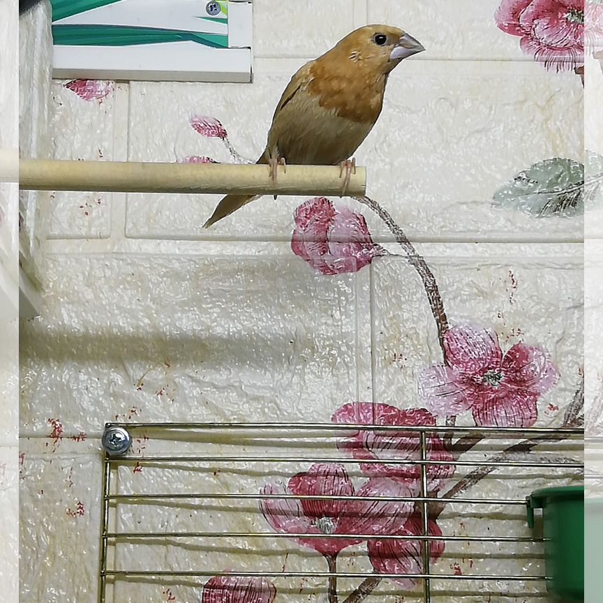 Японские амадины