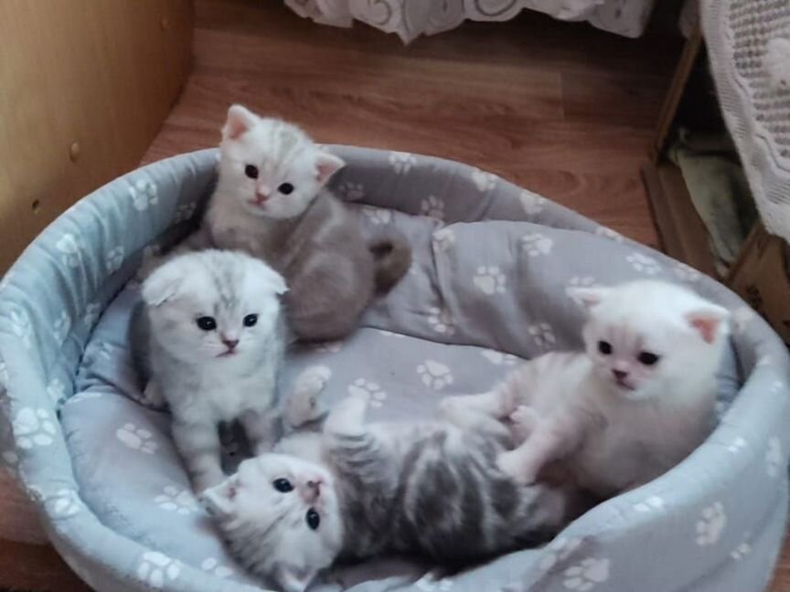 Шотландские прямоухие котята