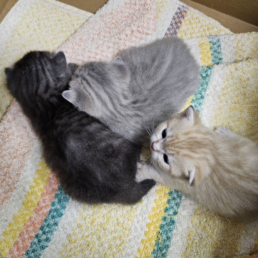 Британский длинношёрстный котёнок