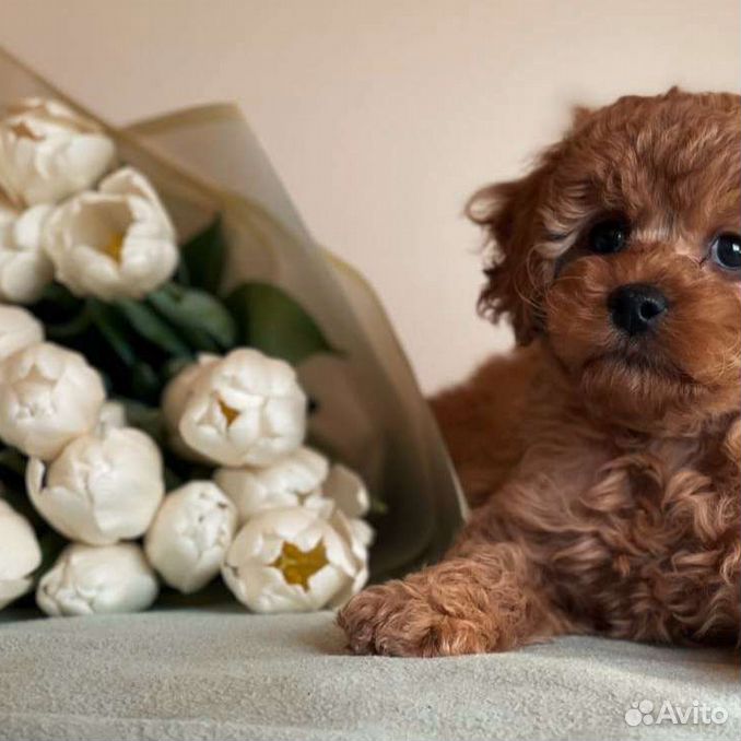 Той Пудель Red Brown (мальчик)