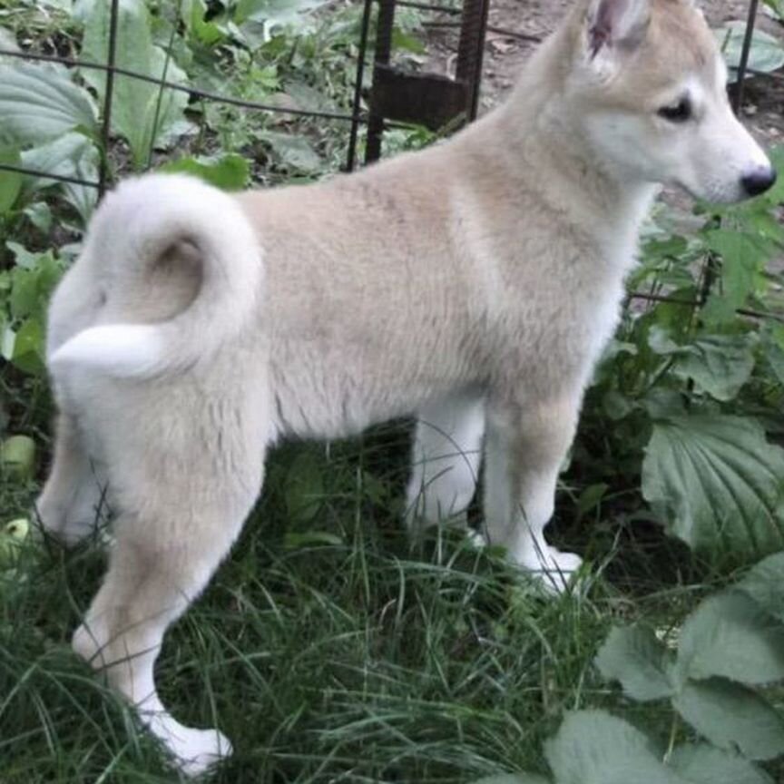 Западносибирская лайка, щенок