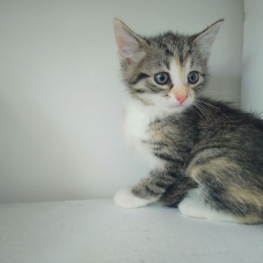 Котята метис в добрые руки