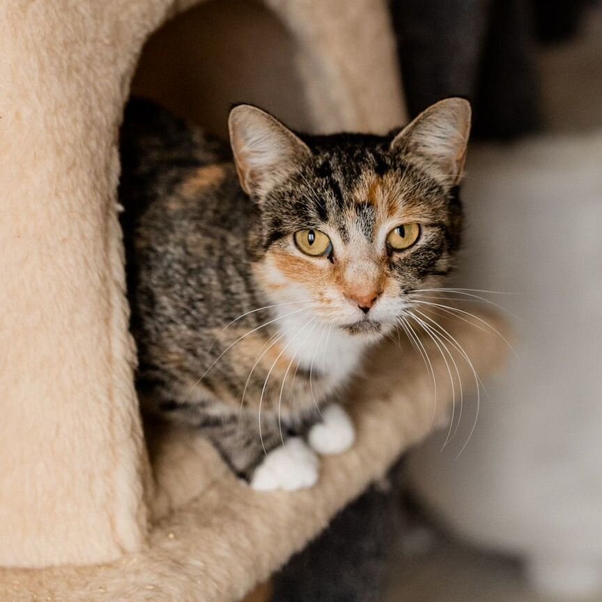 Последний шанс