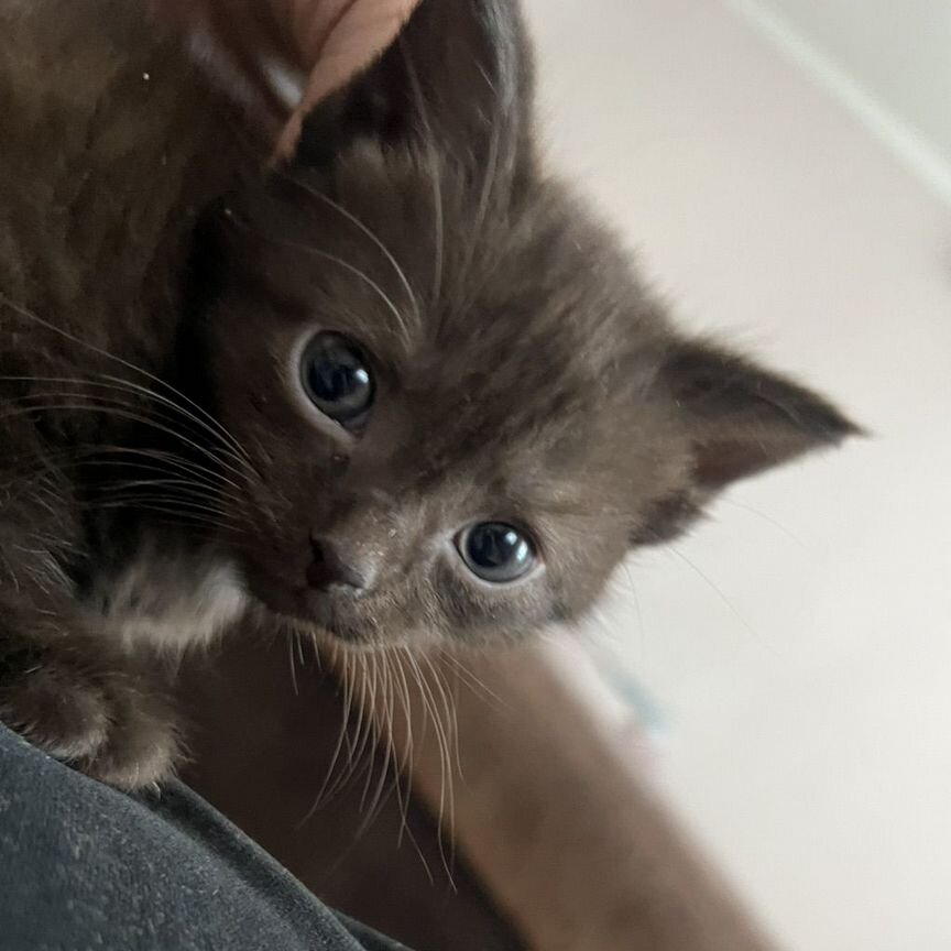 Шотландский прямоухий короткошёрстный котёнок