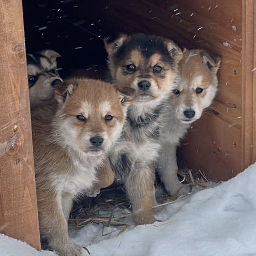 Щенок в добрые руки