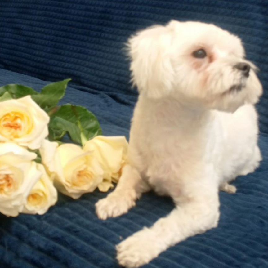 Мальтийская болонка, вязка