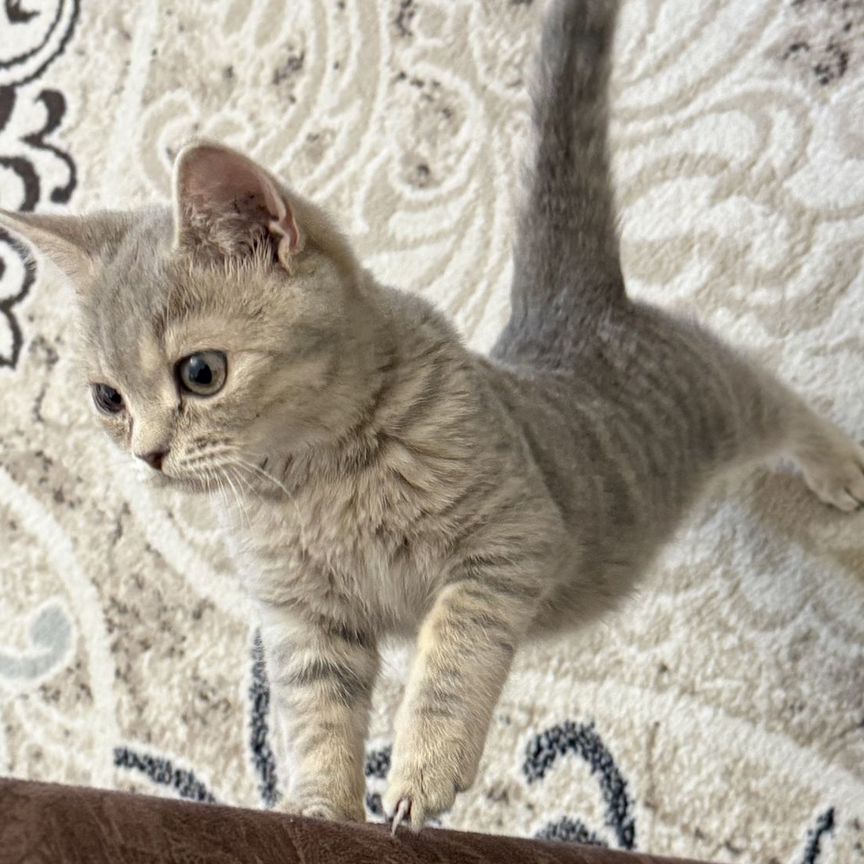 Шотландский прямоухий короткошёрстный котёнок