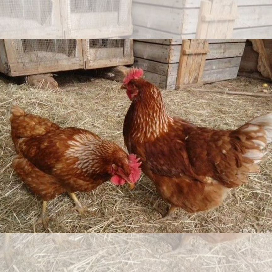 Куры несушки красные