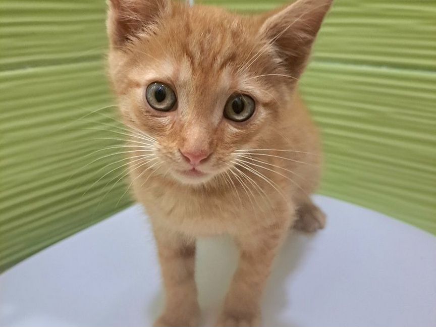 Рыжий котенок мальчик 2 мес ищет дом