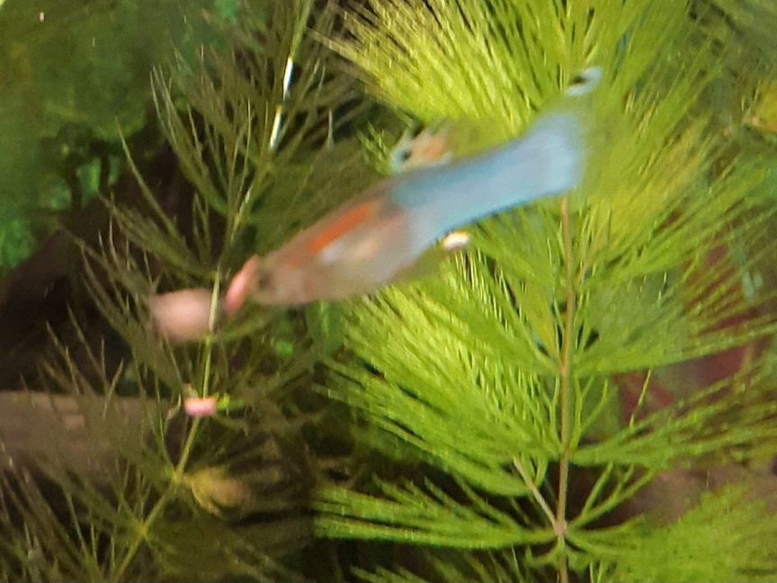 Гуппи аквариумные рыбки