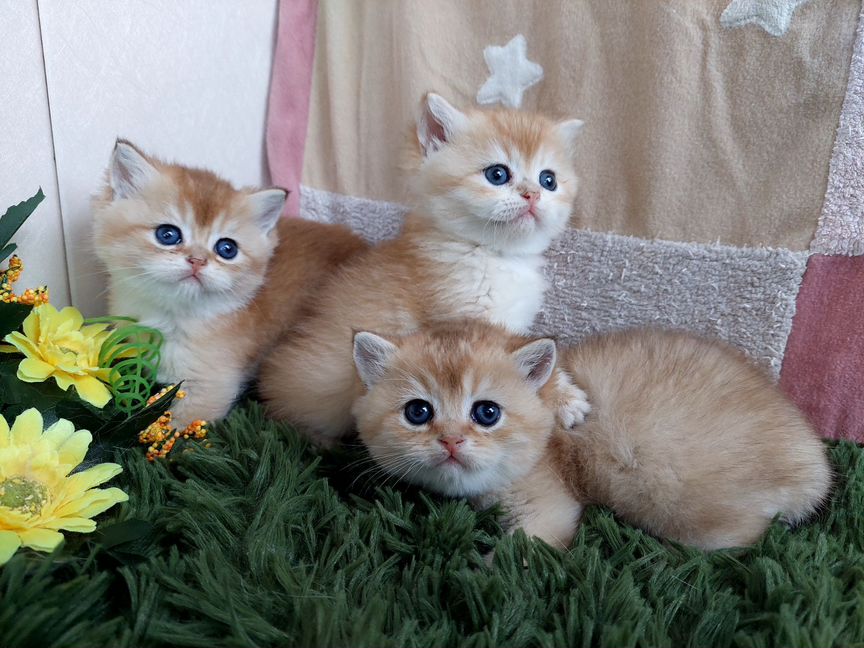 Кошечки красоточки