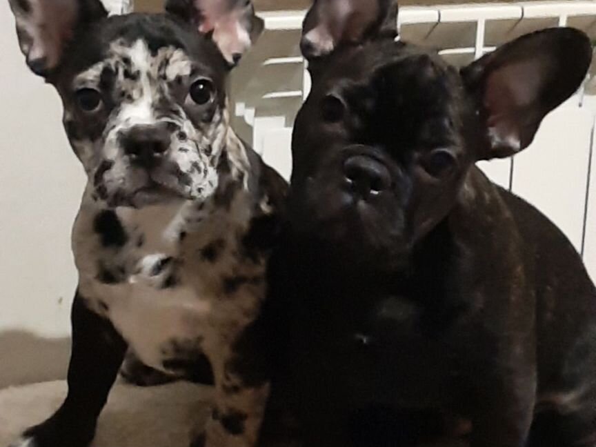 Французский бульдог щенок