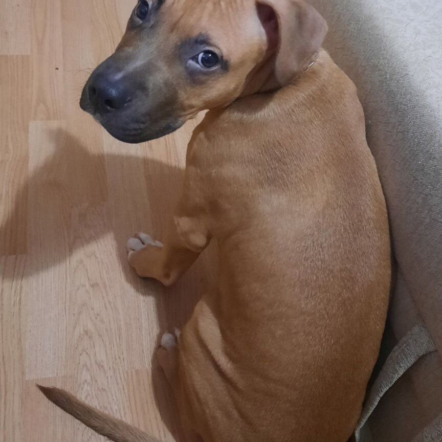 Щенок стаффорда