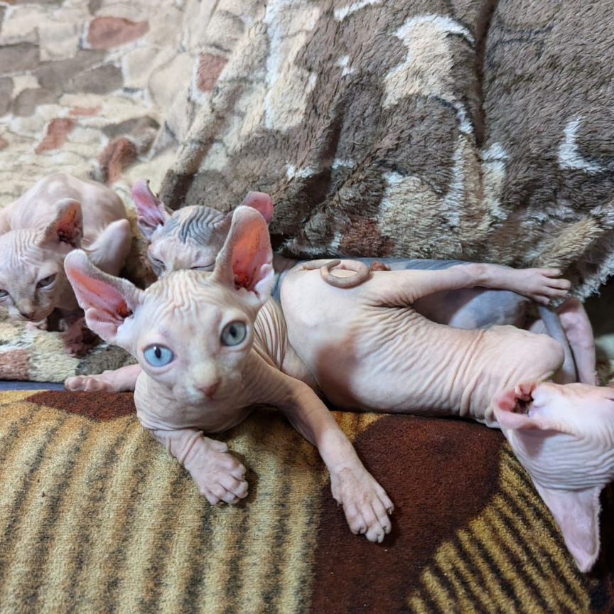 Клубные котята Эльфы с родословной WCF